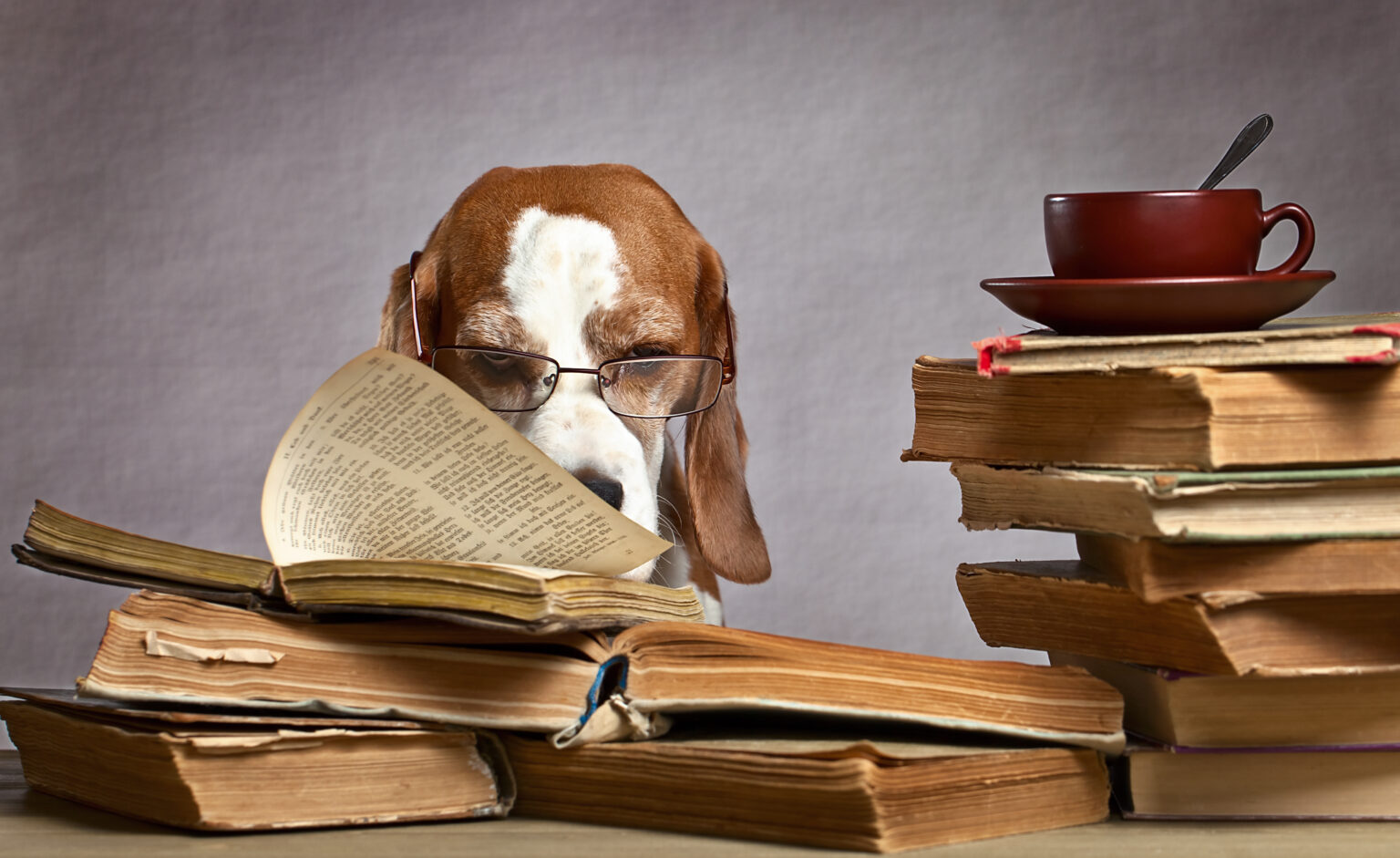 Understanding UK Dog Laws Wheldon Law Understanding UK Dog Laws Wheldon Law
