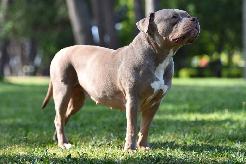 XL Bully Ban Update | Wheldon Law