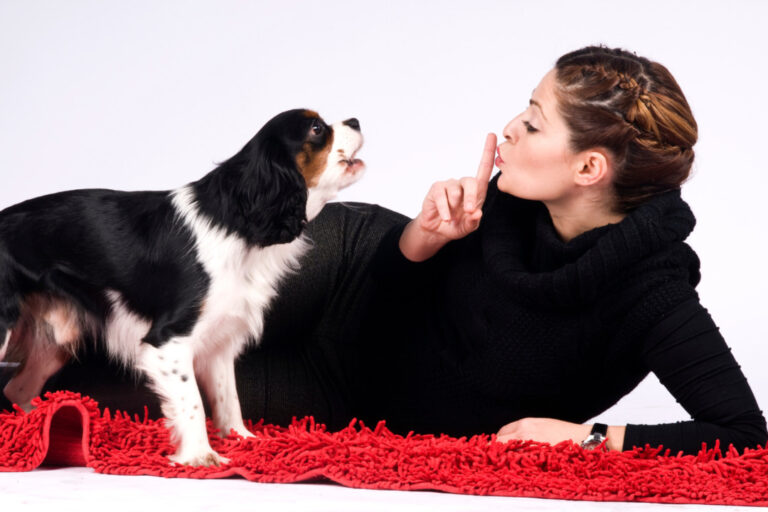 How to Ensure Compliance with UK Dog Barking Laws: A Guide for ...